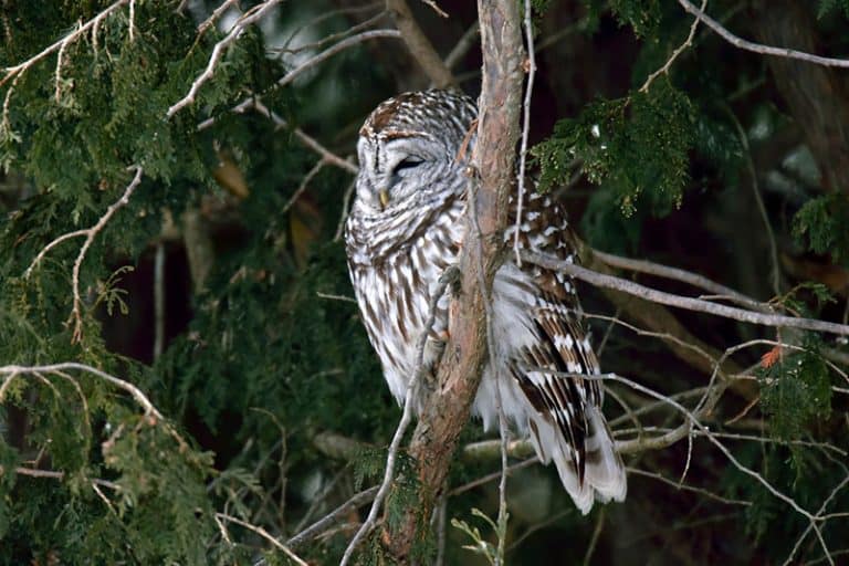 7 Species of Owls in Alabama (Pictures) - Bird Feeder Hub