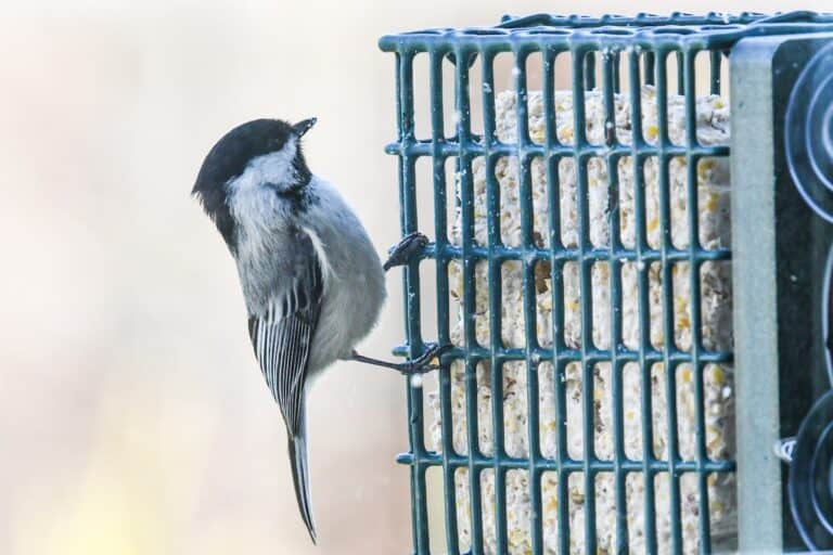 North American Chickadees (Overview) - Bird Feeder Hub