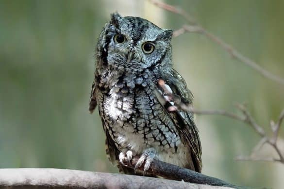 The 8 Types of Owls In Missouri (With Pictures) - Bird Feeder Hub