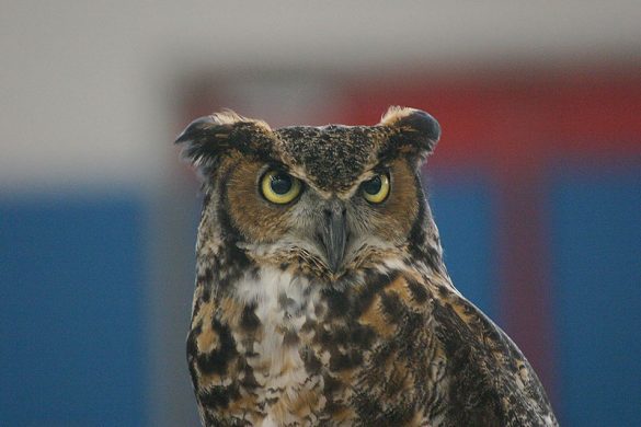 20 Amazing Facts About Great Horned Owls - Bird Feeder Hub
