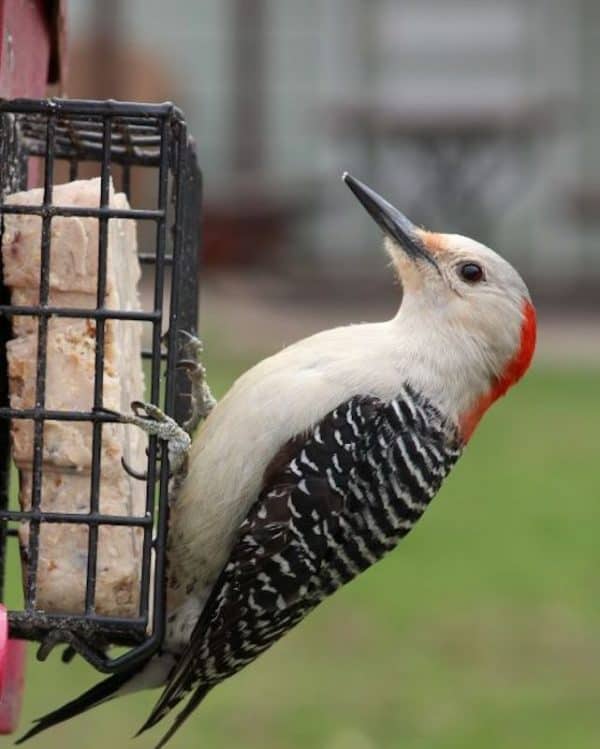 How to Make Your Own Suet (Helpful Tips) - Bird Feeder Hub