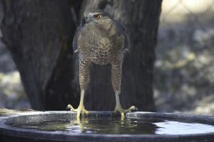 9 Types of Hawks in Colorado (Pictures) - Bird Feeder Hub