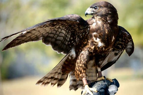 16 Types of Hawks in the United States (Photos) - Bird Feeder Hub