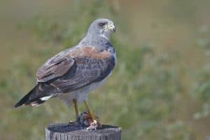 15 Species of Hawks in Texas (With Pictures) - Bird Feeder Hub