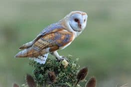 8 Species of Owls In Virginia (With Pictures) - Bird Feeder Hub