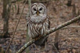 11 Species of Owls in Texas (With Pictures) - Bird Feeder Hub