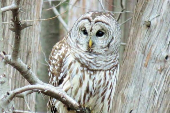 8 Species of Owls in Maine - Bird Feeder Hub