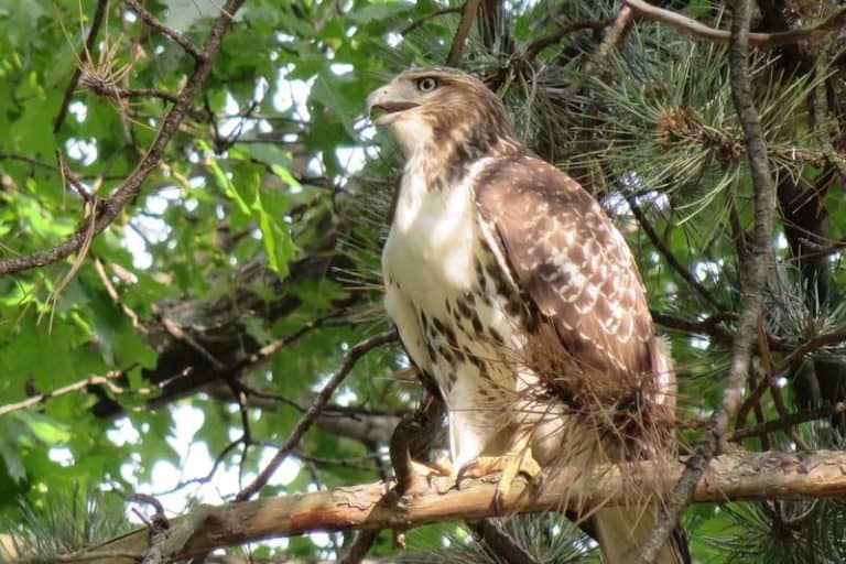 The 7 Species of Hawks in Virginia - Bird Feeder Hub