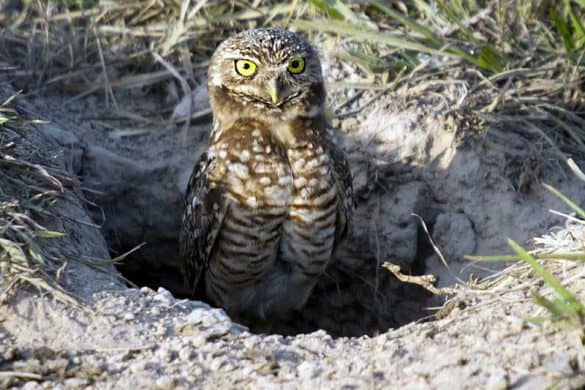 13 Examples of Ground Nesting Birds (With Pictures) - Bird Feeder Hub