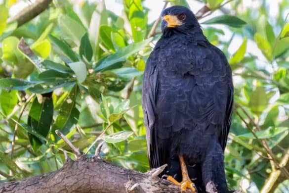 16 Types of Hawks in the United States (Photos) - Bird Feeder Hub