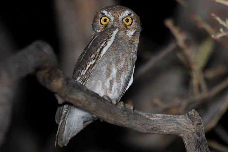 13 Types of Owls in Arizona (Pictures to Identify Them) - Bird Feeder Hub