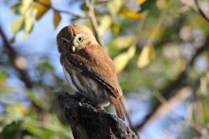 13 Types of Owls in Arizona (Pictures to Identify Them) - Bird Feeder Hub