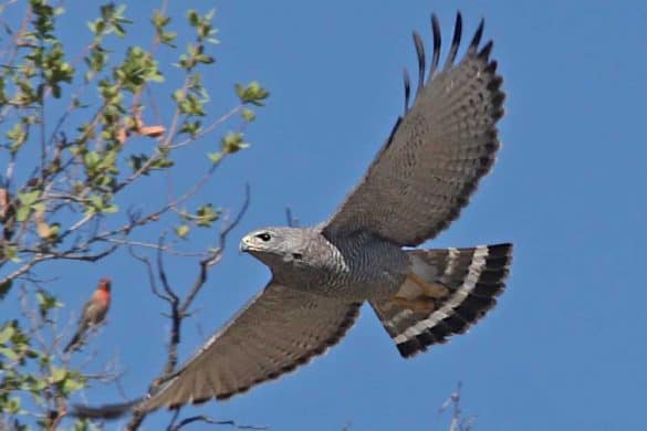 12 Species of Hawks to Spot in Arizona (Pictures) - Bird Feeder Hub