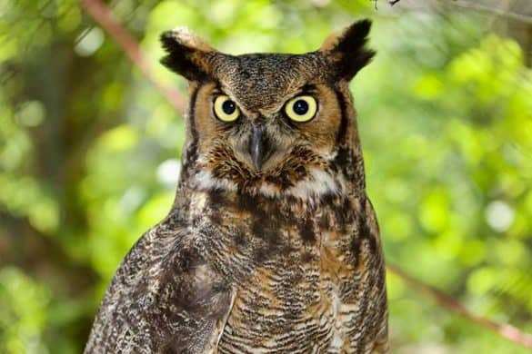 12 Birds With Big Eyes (Pics & Facts) - Bird Feeder Hub