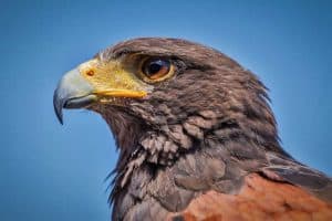 15 Species of Hawks in Texas (With Pictures) - Bird Feeder Hub