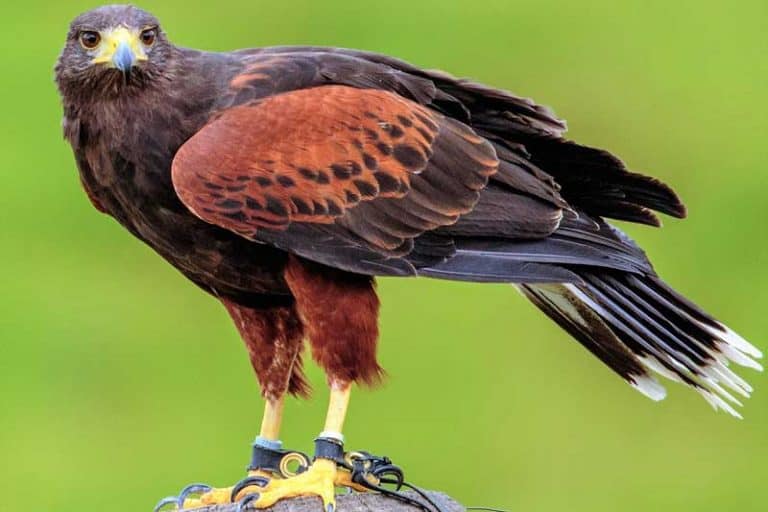 15 Species of Hawks in Texas (With Pictures) - Bird Feeder Hub