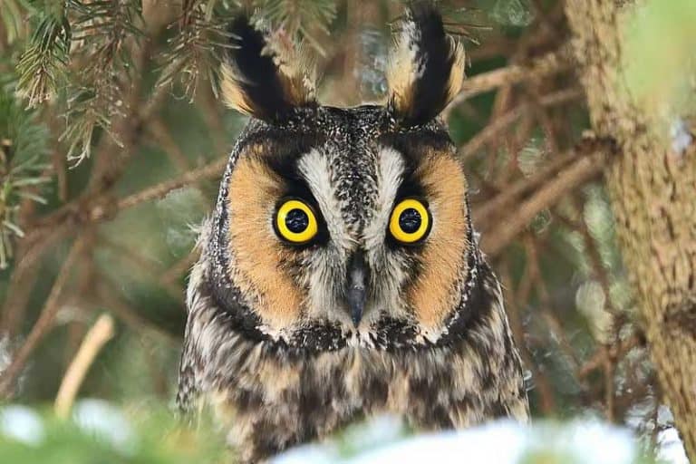 The 8 Types of Owls In Missouri (With Pictures) - Bird Feeder Hub