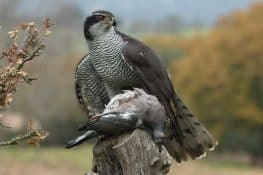 8 Species of Hawks Found in Ohio (Pictures) - Bird Feeder Hub