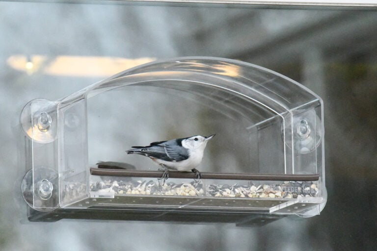 Top 4 Best Window Bird Feeders (Our Recommendations) - Bird Feeder Hub