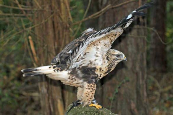8 Stunning Hawks Found in Pennsylvania (Pictures) - Bird Feeder Hub