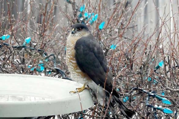 8 Species of Hawks in Arkansas (With Pictures) - Bird Feeder Hub