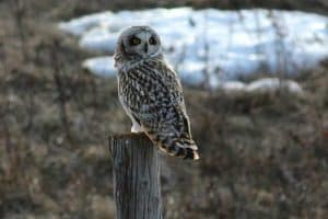 7 Amazing Owls You'll Find in Florida (Pictures) - Bird Feeder Hub