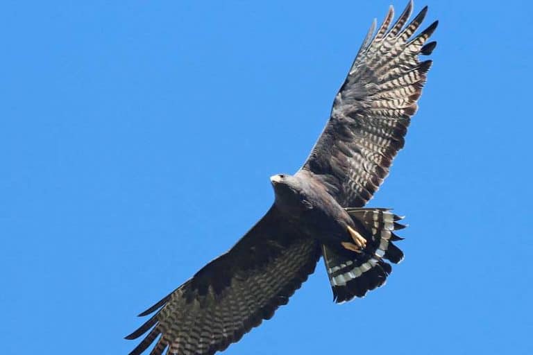 12 Species of Hawks to Spot in Arizona (Pictures) - Bird Feeder Hub