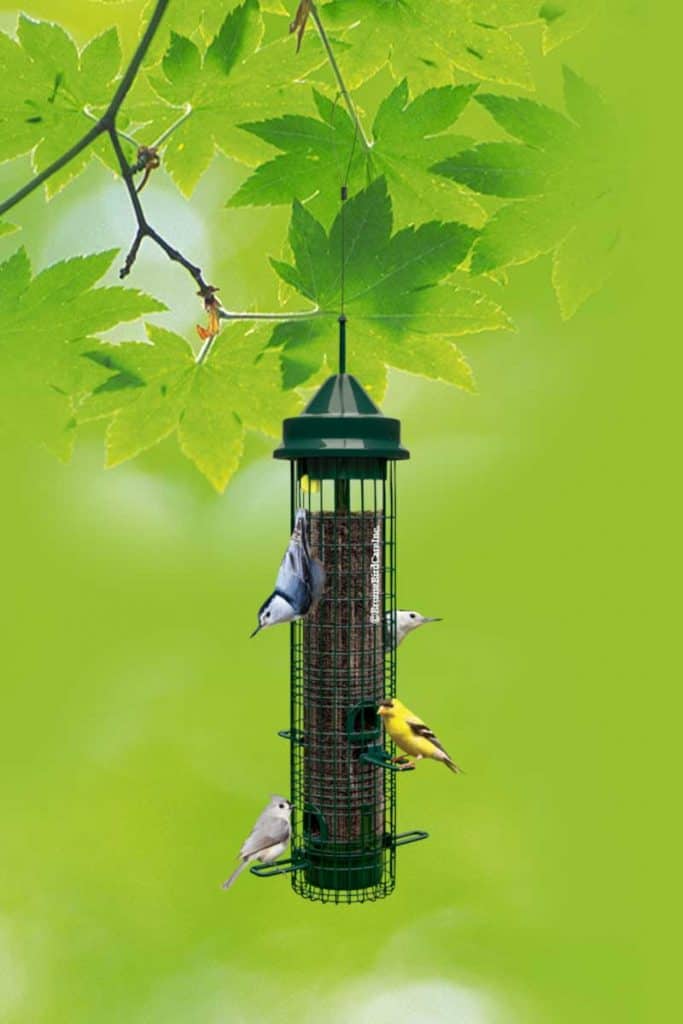 Brome Squirrel Buster Bird Feeder Review - Bird Feeder Hub