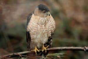 7 Types of Hawks You Can Find in Alabama (Pictures) - Bird Feeder Hub