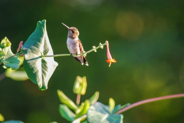 How to Attract Hummingbirds To Your Yard (10 Simple Tips) - Bird Feeder Hub