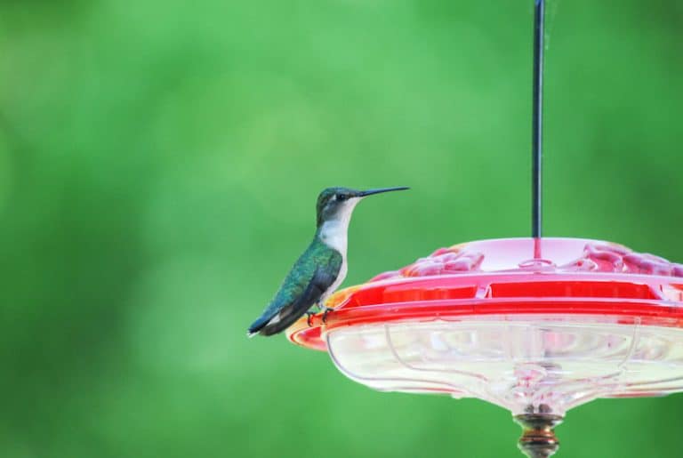 Ruby-throated Hummingbird: Facts, Behavior, Habitat - Bird Feeder Hub
