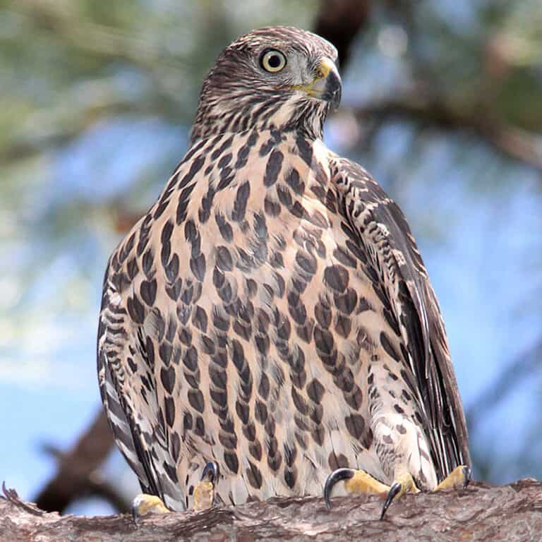 9 Types of Hawks in Oregon (Photos, Facts) - Bird Feeder Hub
