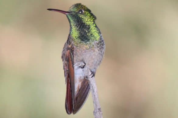 25 North American Hummingbirds (Pictures)