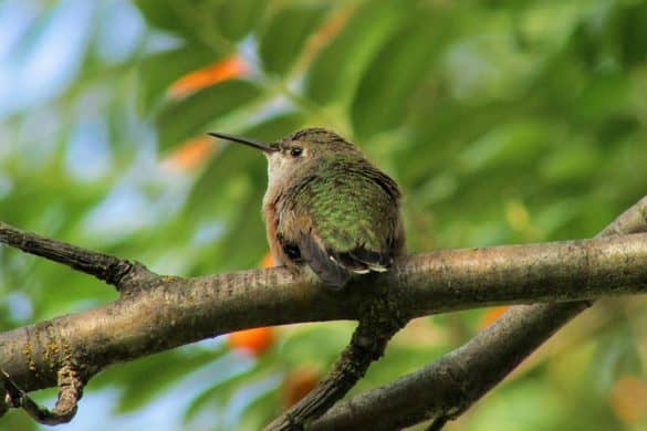 Here are the 17 Total Species of Hummingbirds in Texas - Bird Feeder Hub