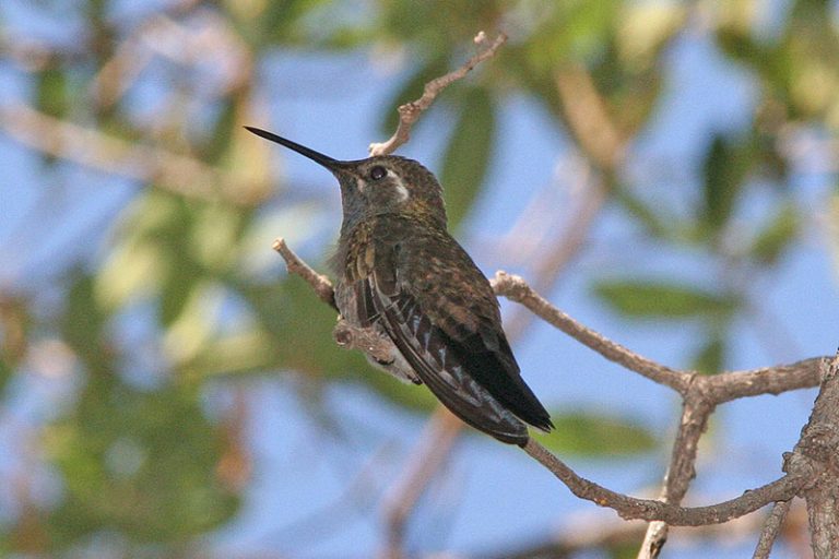 Here are the 17 Total Species of Hummingbirds in Texas - Bird Feeder Hub