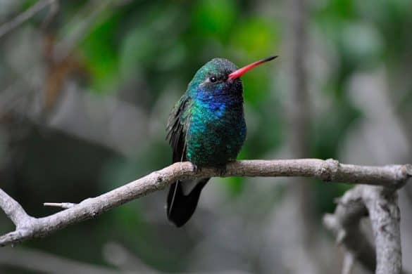 Here are the 17 Total Species of Hummingbirds in Texas - Bird Feeder Hub