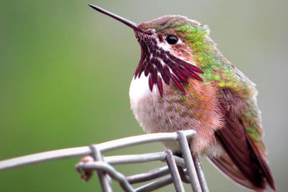 5 Hummingbirds in Washington State (Common & Rare) - Bird Feeder Hub