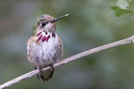 Here are the 17 Total Species of Hummingbirds in Texas - Bird Feeder Hub