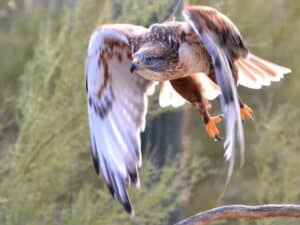 9 Types of Hawks in Colorado (Pictures) - Bird Feeder Hub