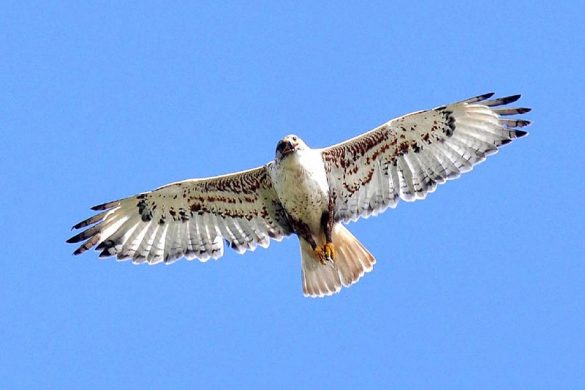 9 Types of Hawks in Oregon (Photos, Facts) - Bird Feeder Hub