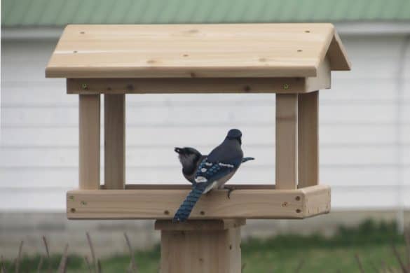 The 6 Best Post Mounted Bird Feeders - Bird Feeder Hub