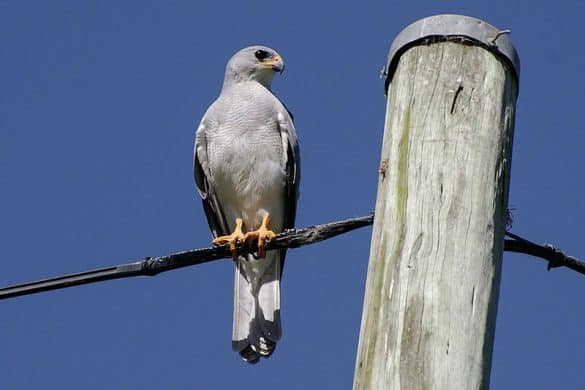 12 Species of Hawks in Arizona (With Pictures) - Bird Feeder Hub