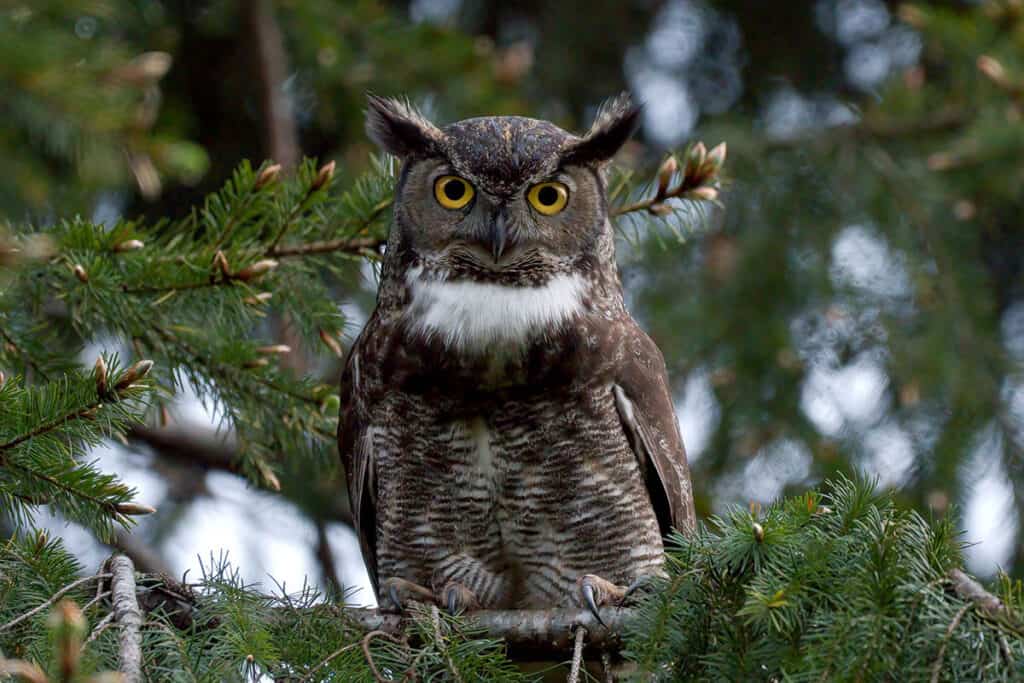 8 Types of Owls to Watch for in Ohio (Pictures) - Bird Feeder Hub