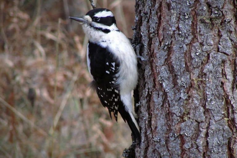 26 Backyard Birds in Ohio (Pictures, Facts) - Bird Feeder Hub