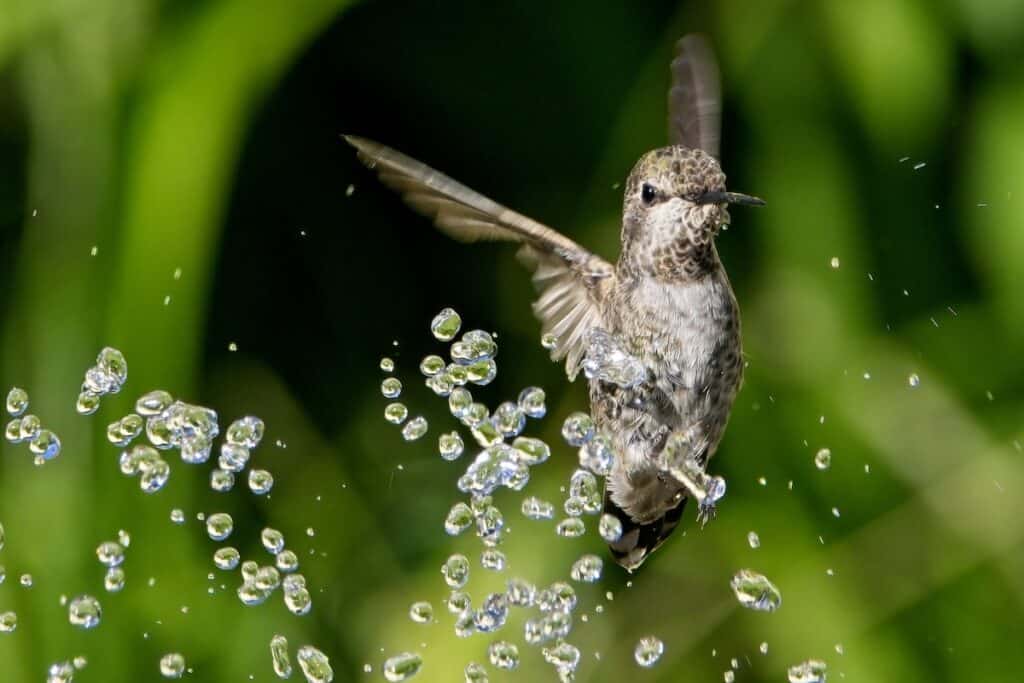 DIY Hummingbird Baths (5 Awesome Ideas) - Bird Feeder Hub