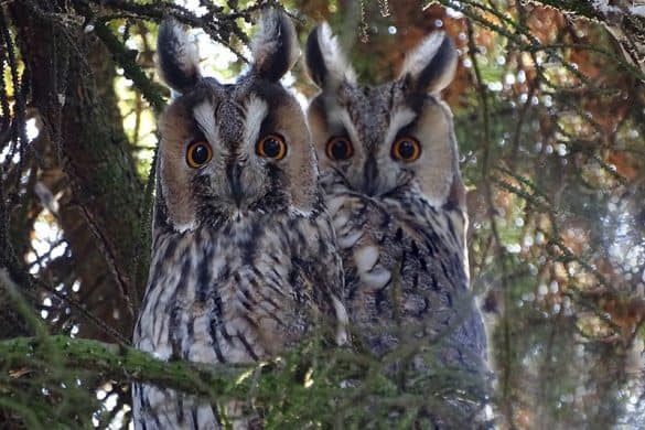 13 Types of Owls in Arizona (Pictures to Identify Them) - Bird Feeder Hub