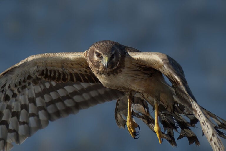 16 Types of Hawks in the United States (Photos) - Bird Feeder Hub