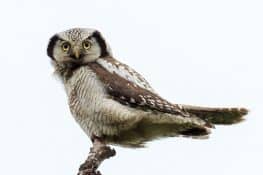 9 Species of Owls in Iowa (With Pictures) - Bird Feeder Hub