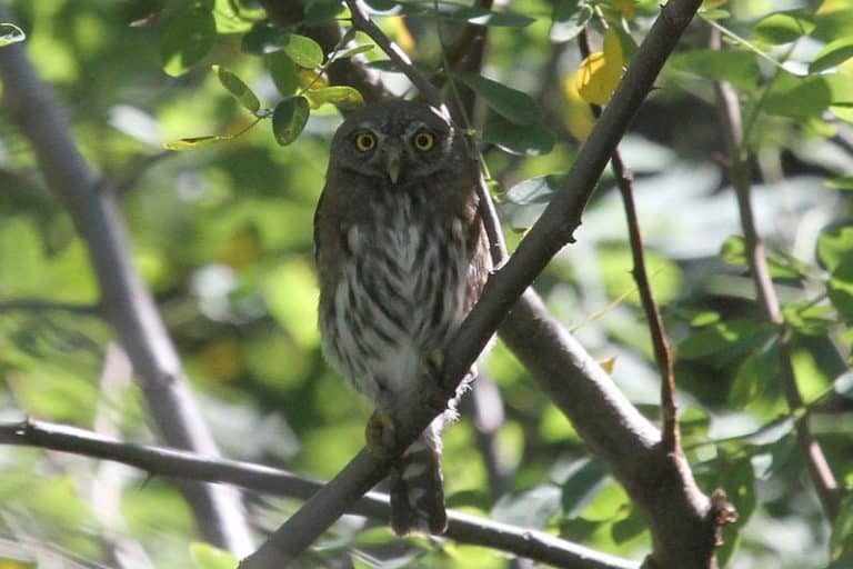 The 13 Species of Owls in Colorado - Bird Feeder Hub