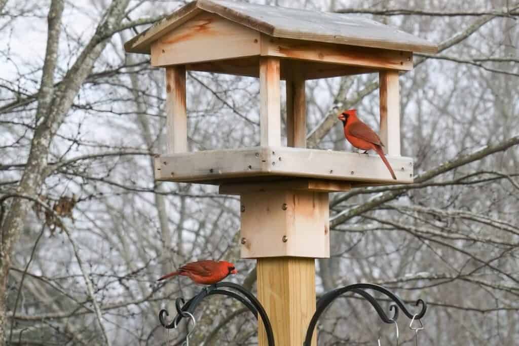 The 6 Best Post Mounted Bird Feeders - Bird Feeder Hub